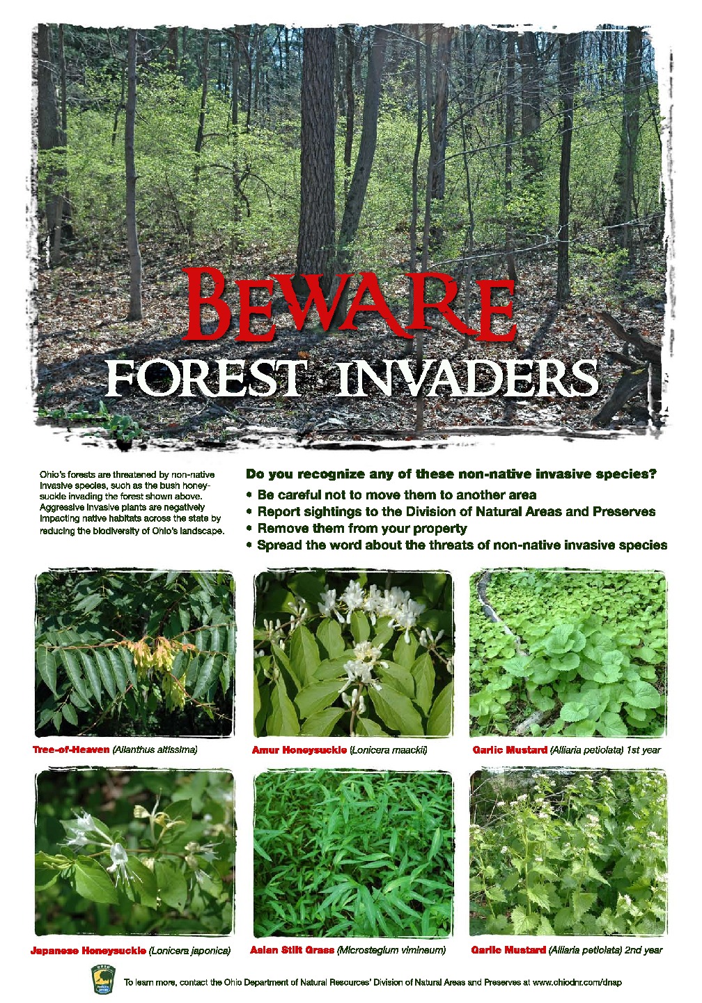 DNAP Forest Invasive poster | Bull's Run Nature Sanctuary and Arboretum